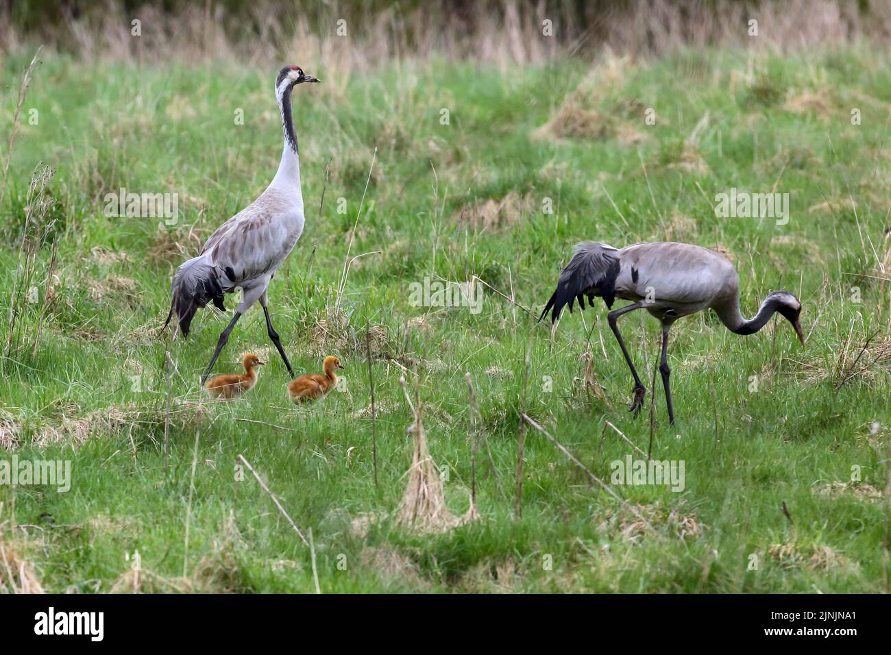 Common crane, Eurasian Crane (Grus grus), pair with chicks, Germany ...