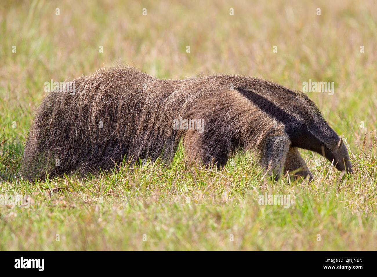 giant anteater (Myrmecophaga tridactyla), walks in grassland, Brazil ...
