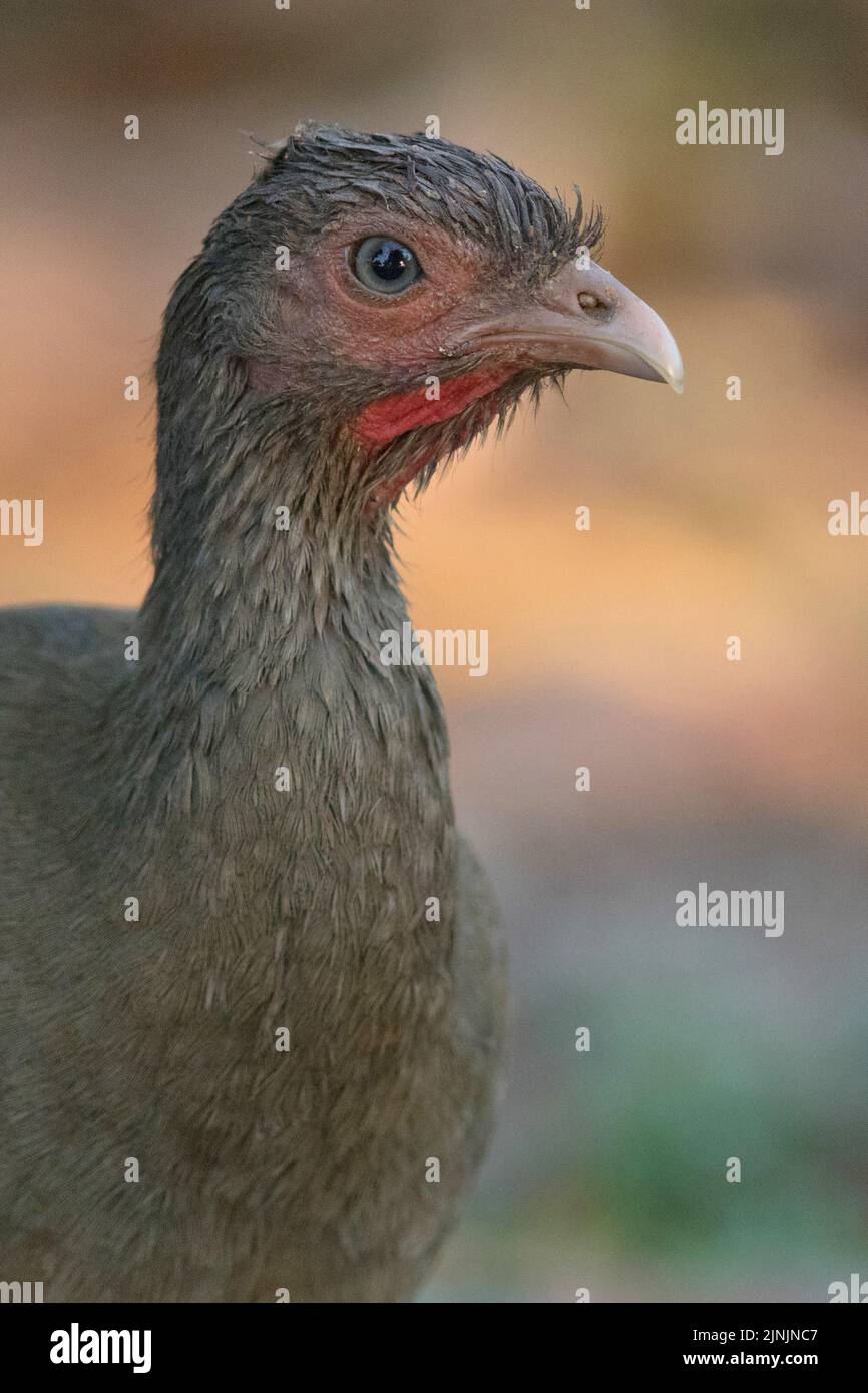 chaco chachalaca (Ortalis canicollis pantanalensis), portrait, side ...