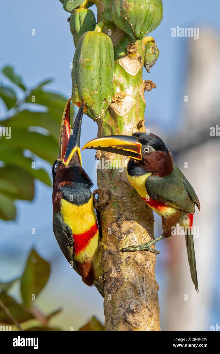 chestnut-eared aracari (Pteroglossus castanotis), two chestnut-eared aracaris sitting at a trunk ...