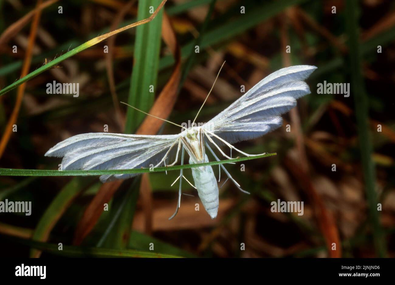 Large White Plume Moth, White Plume Moth (Pterophorus pentadactyla ...