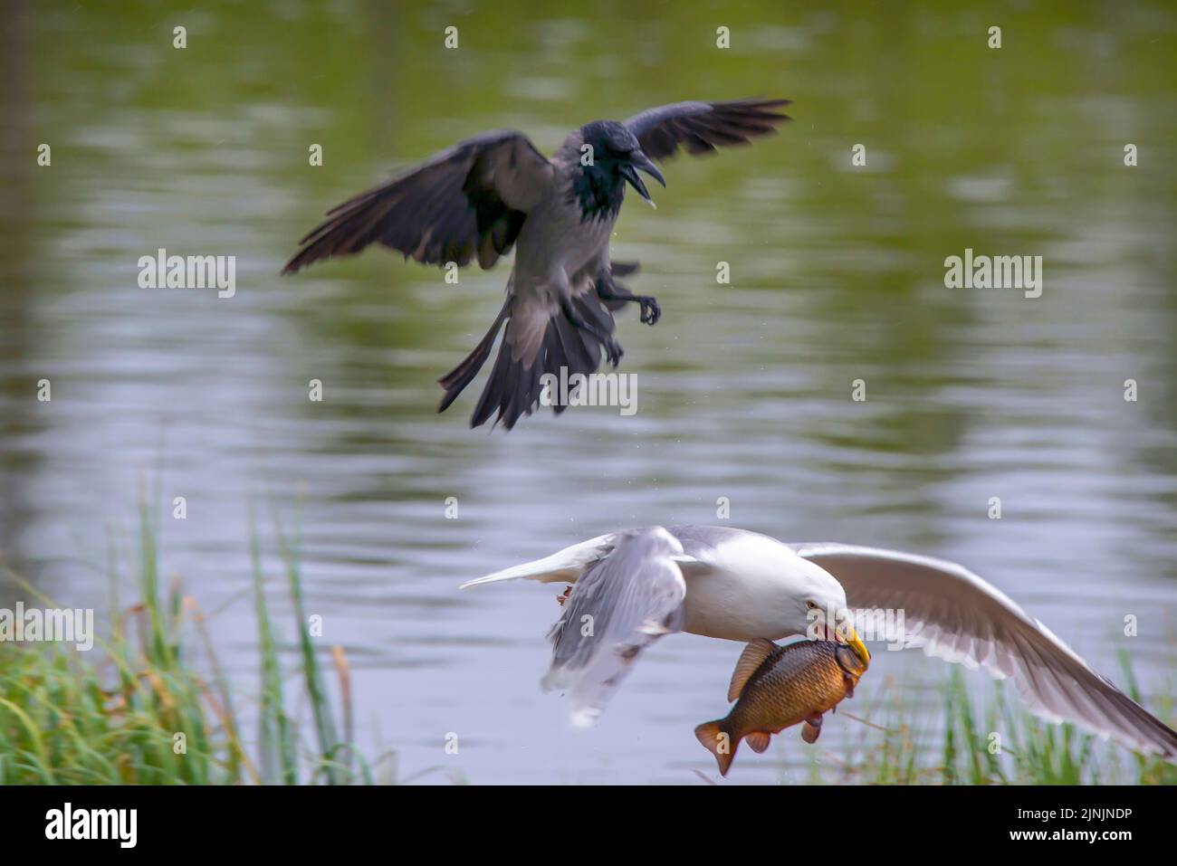 Crow attack hi-res stock photography and images - Alamy