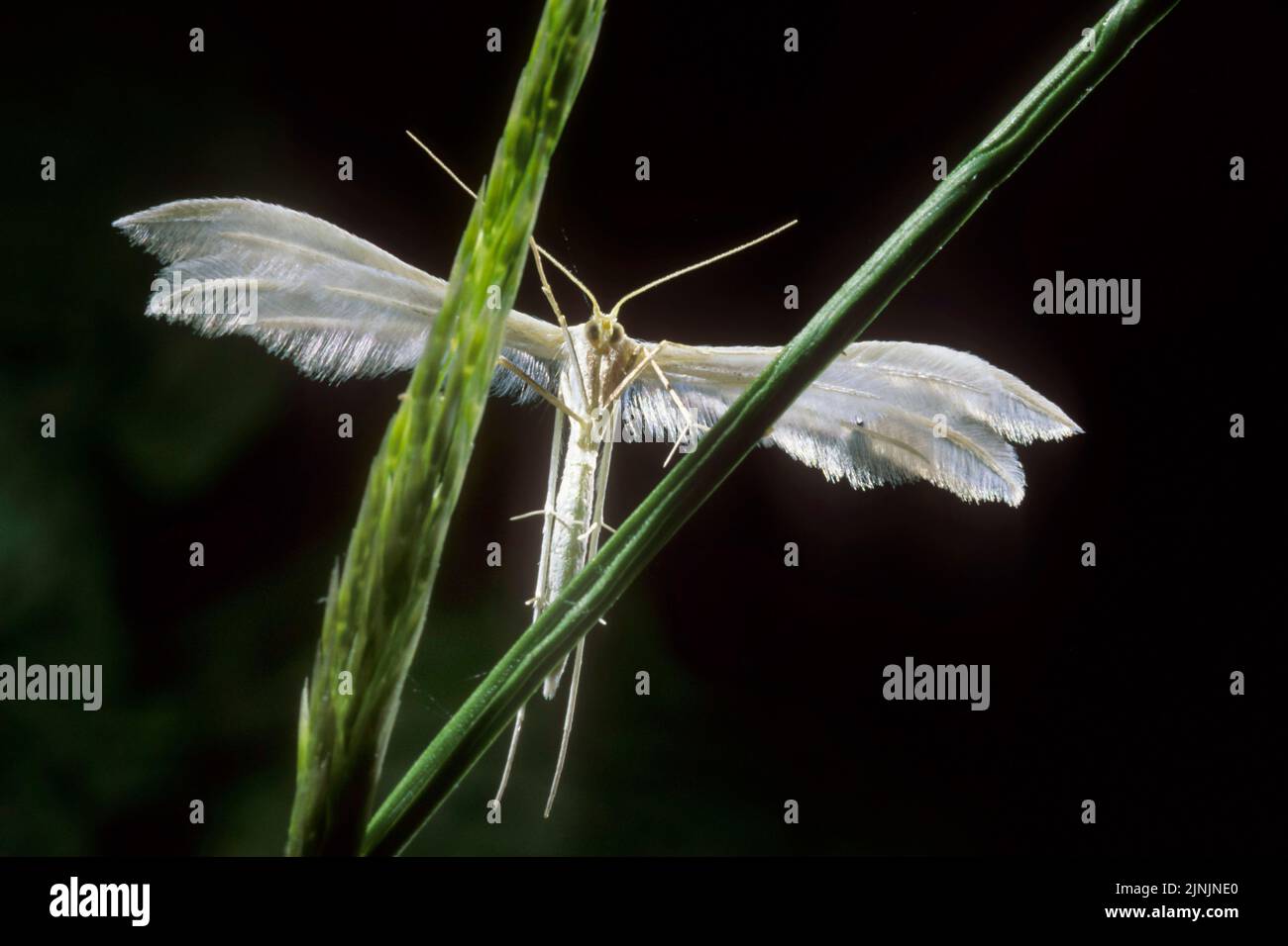 Large White Plume Moth, White Plume Moth (Pterophorus pentadactyla ...