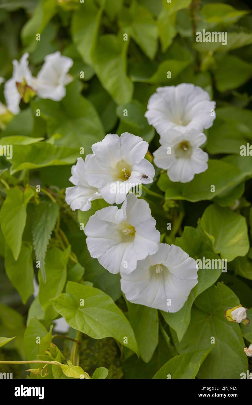 Bellbine, Hedge bindweed, Hedge false bindweed, Lady's-nightcap ...
