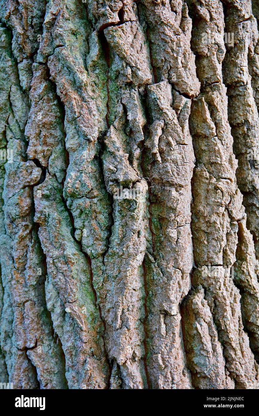 common oak, pedunculate oak, English oak (Quercus robur, Quercus ...