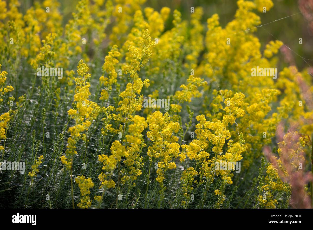 Ladys bedstraw, Yellow bedstraw, Yellow spring bedstraw (Galium verum ...