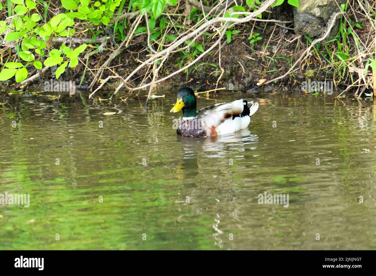A mallard duck in a pond Stock Photo - Alamy