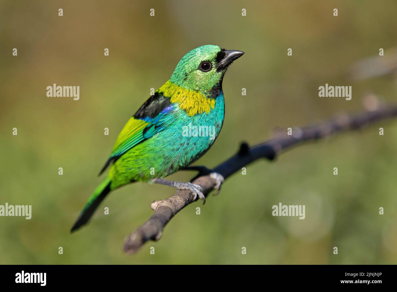 Green headed tanager colors hi-res stock photography and images - Alamy