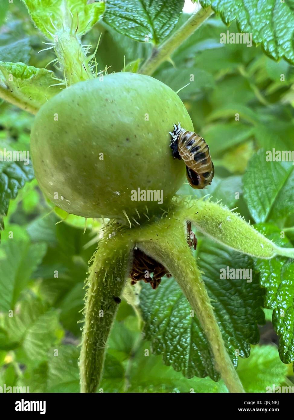 ladybirds, ladybird beetles, lady beetles, ladybugs (Coccinellidae ...