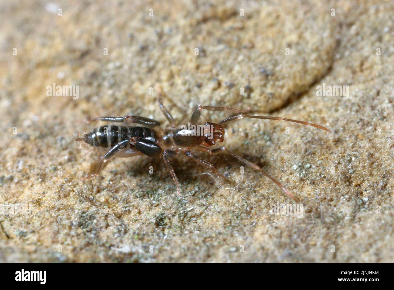 Schizomid hi-res stock photography and images - Alamy