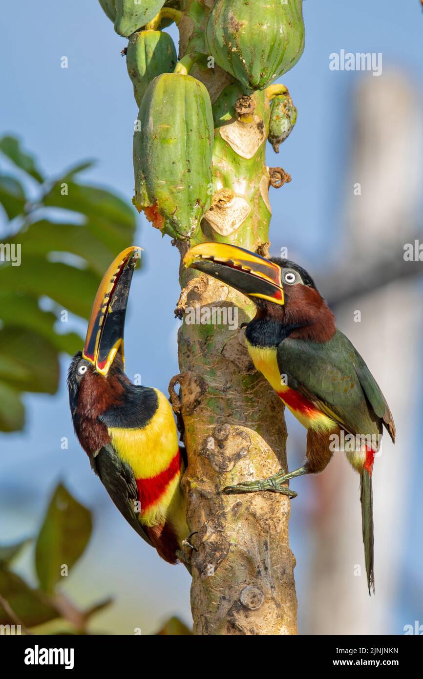 chestnut-eared aracari (Pteroglossus castanotis), two chestnut-eared ...
