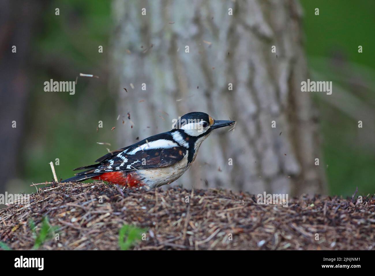 Great spotted woodpecker (Picoides major, Dendrocopos major), male ...