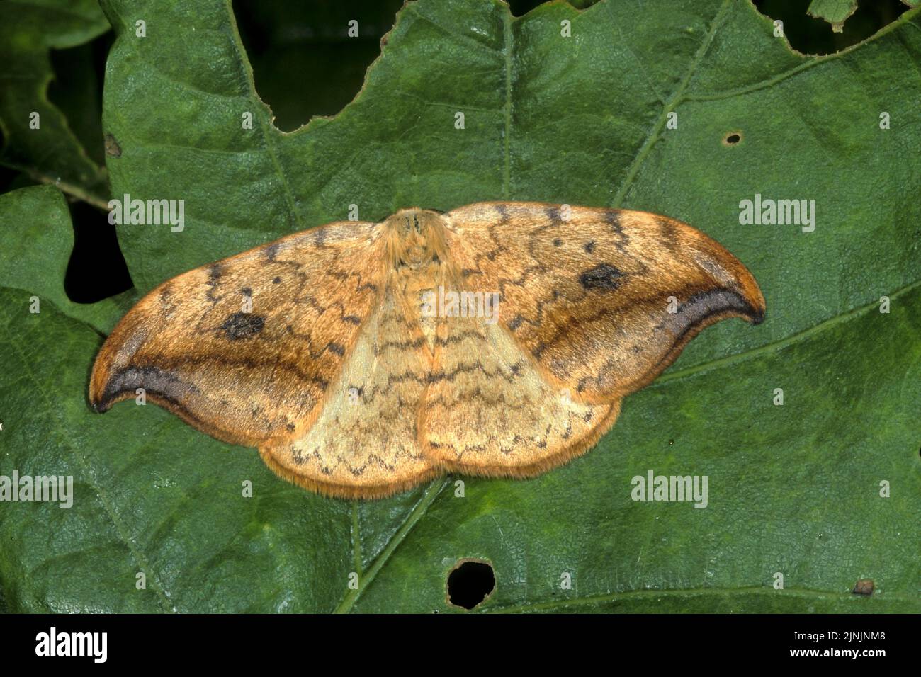 pebble hook-tip (Drepana falcataria), sitting on a leaf, dorsal view ...