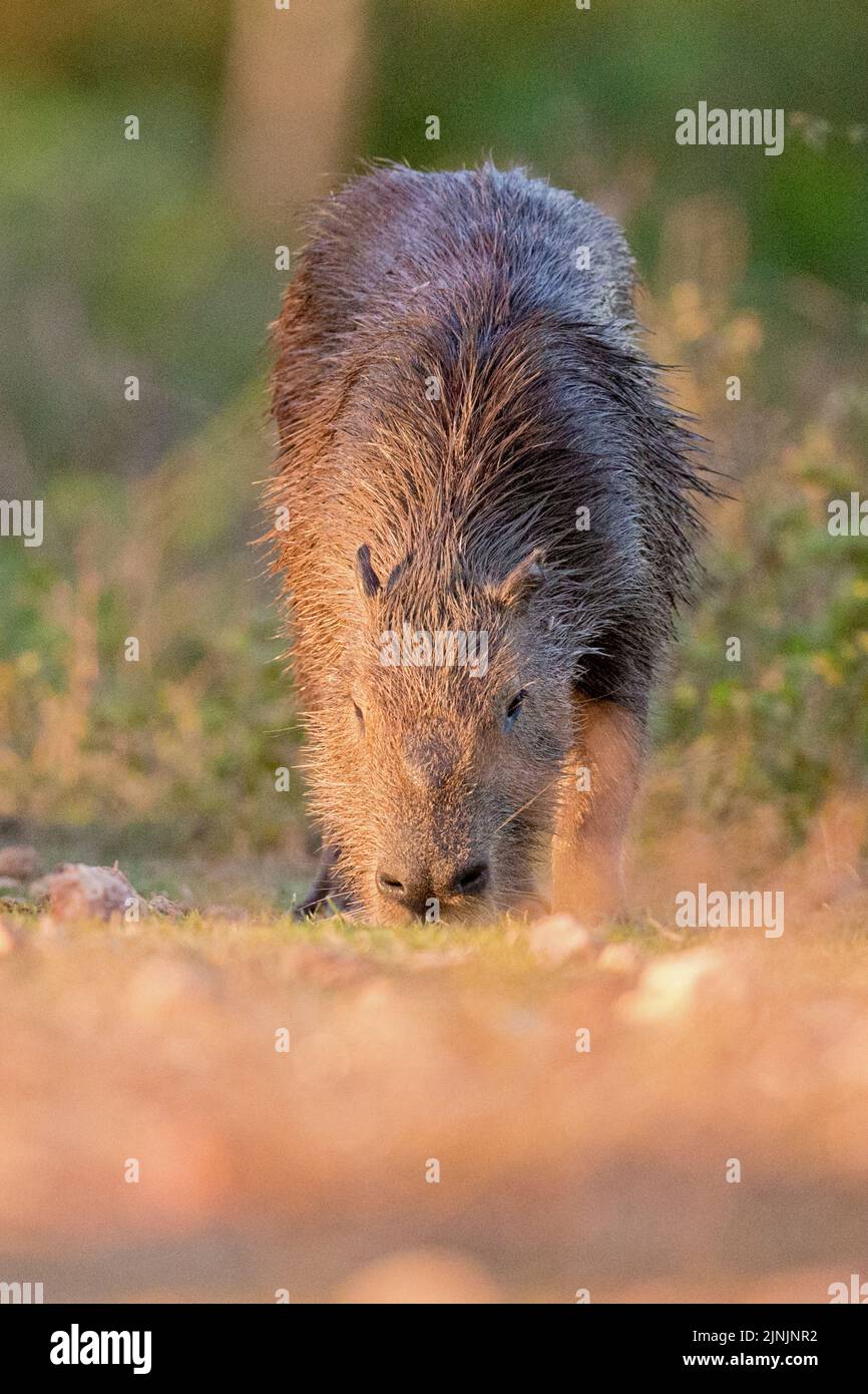 capybara, carpincho (Hydrochaeris hydrochaeris, Hydrochoeris ...
