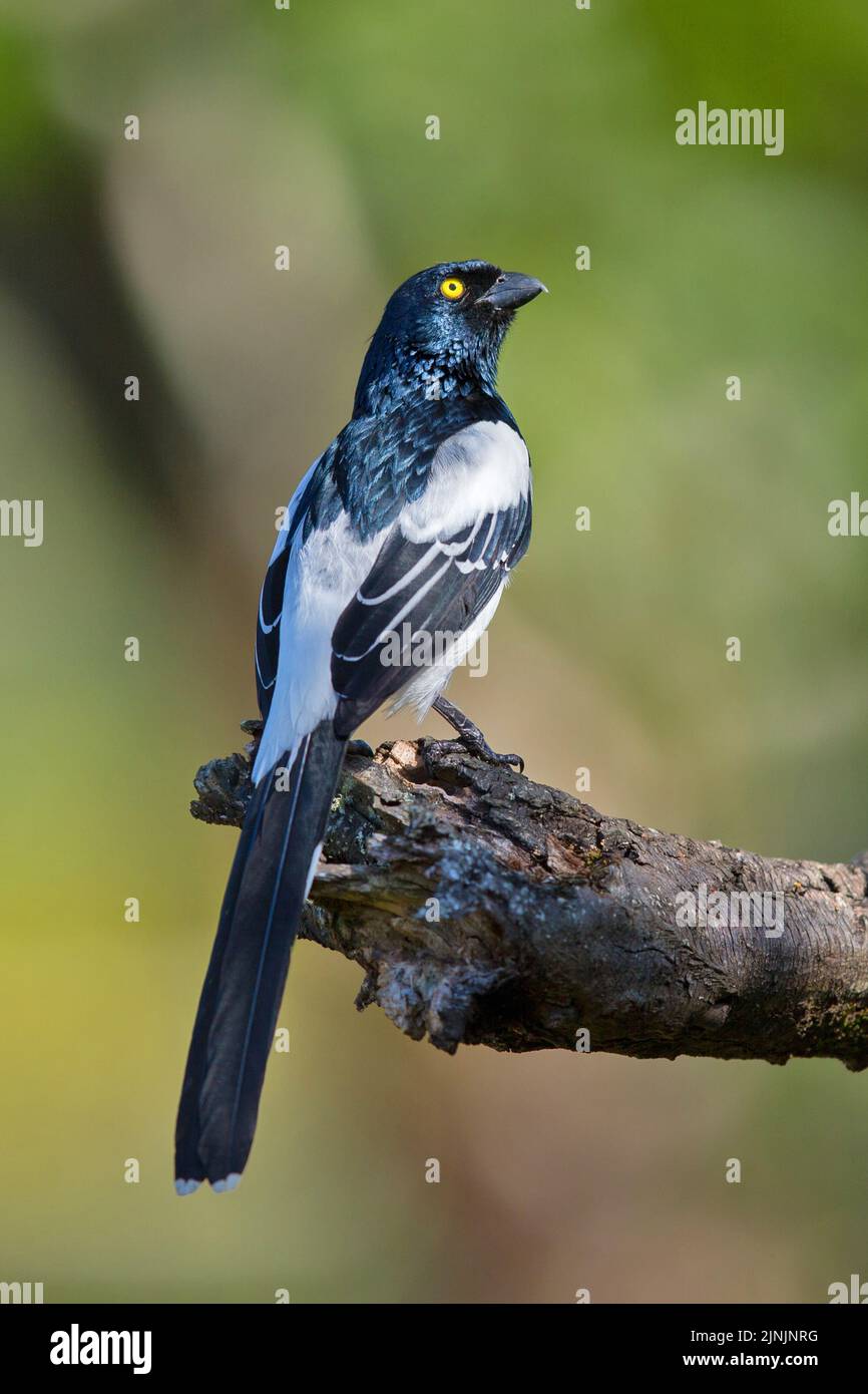 magpie tanager (Cissopis leveriana), perching on a broken branch ...