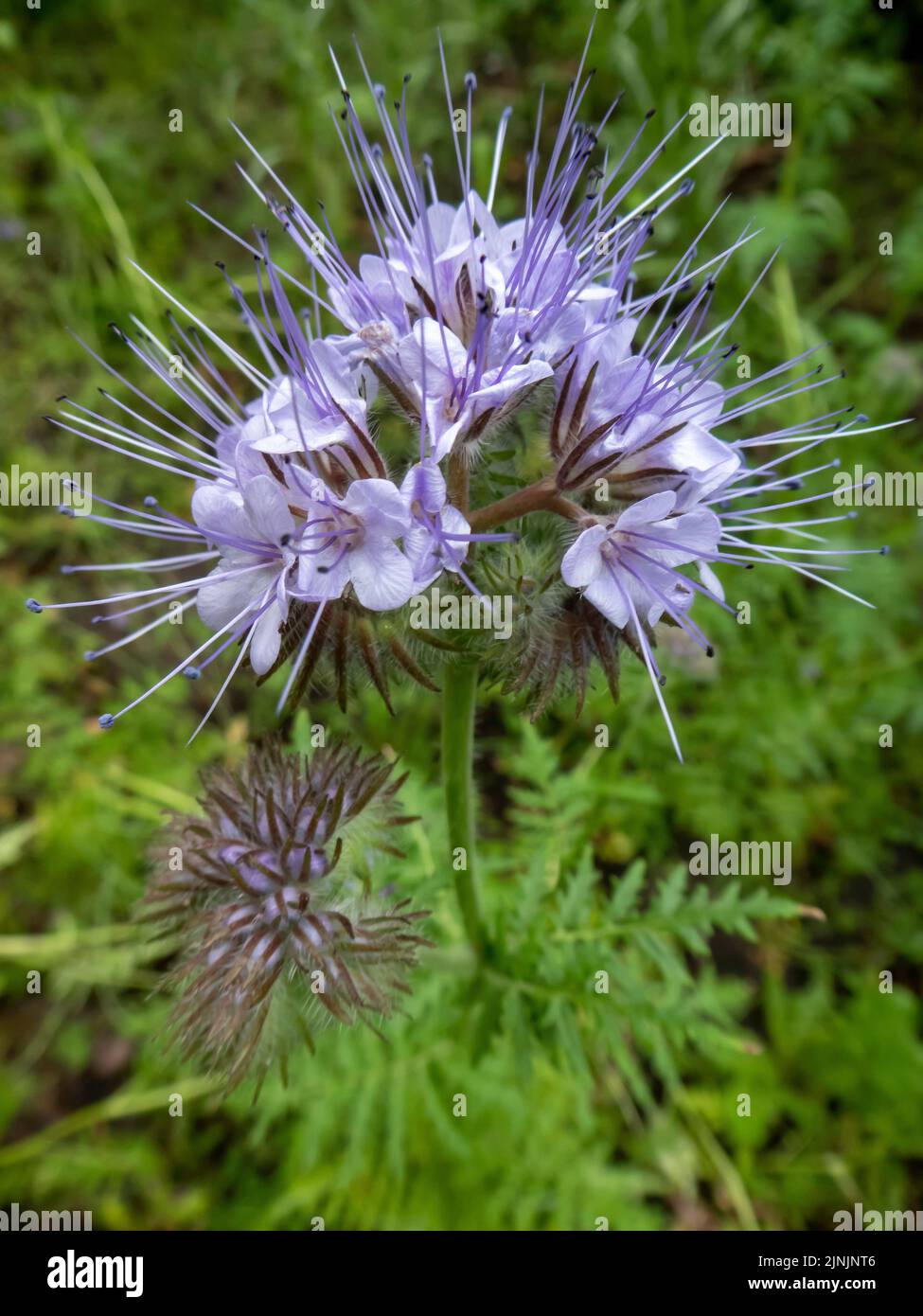 bee food, tansy scorpion-weed (Phacelia tanacetifolia), inflorescence ...