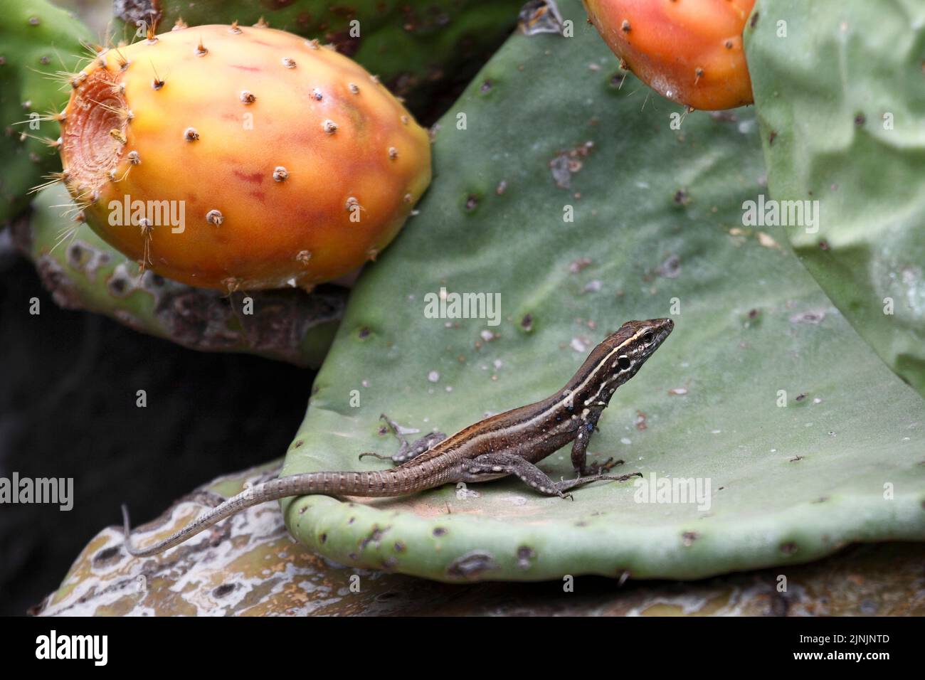 Gomeras Boettger's lizard (Gallotia caesaris gomerae, Gallotia gomerae ...