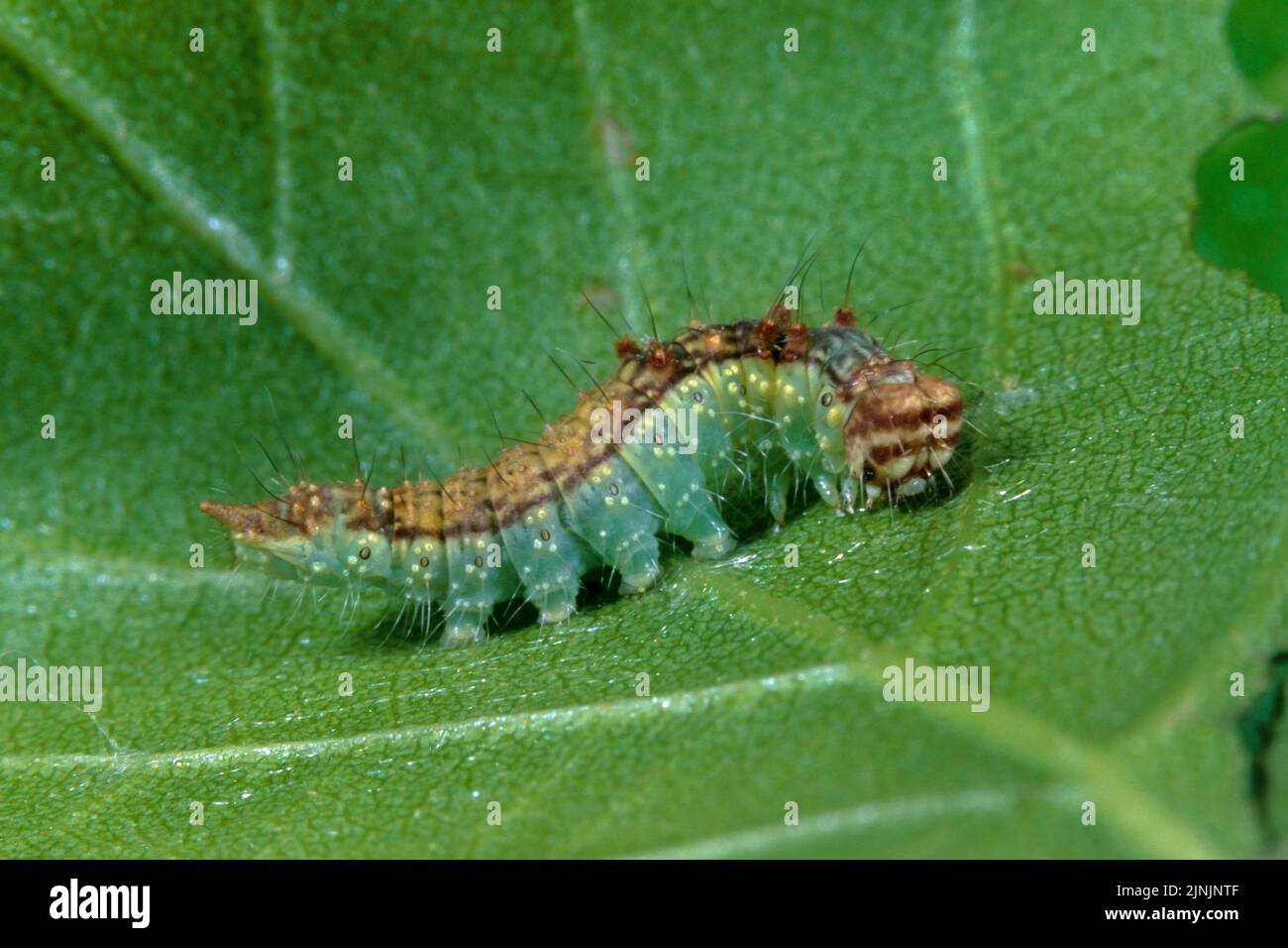 pebble hook-tip (Drepana falcataria), caterpillar on a leaf, side view ...