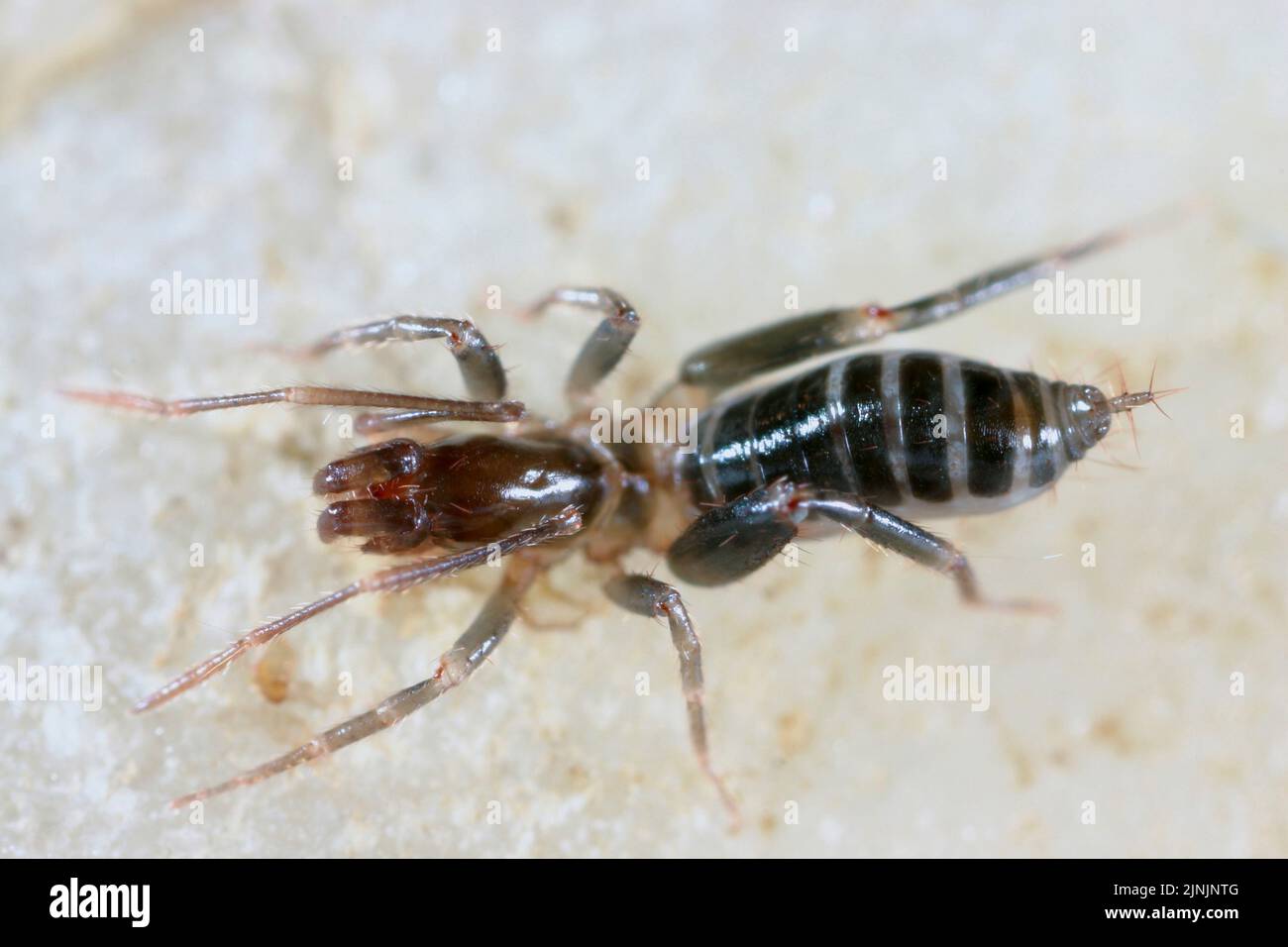 Schizomid hi-res stock photography and images - Alamy
