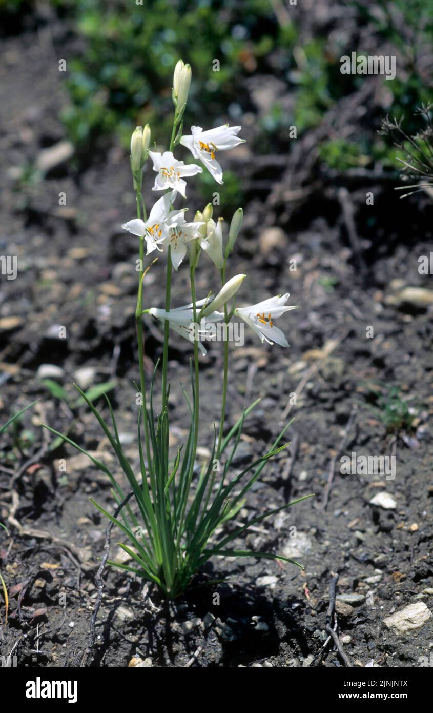 St. Bruno's Lily (Paradisea liliastrum, Paradisia liliastrum), blooming ...