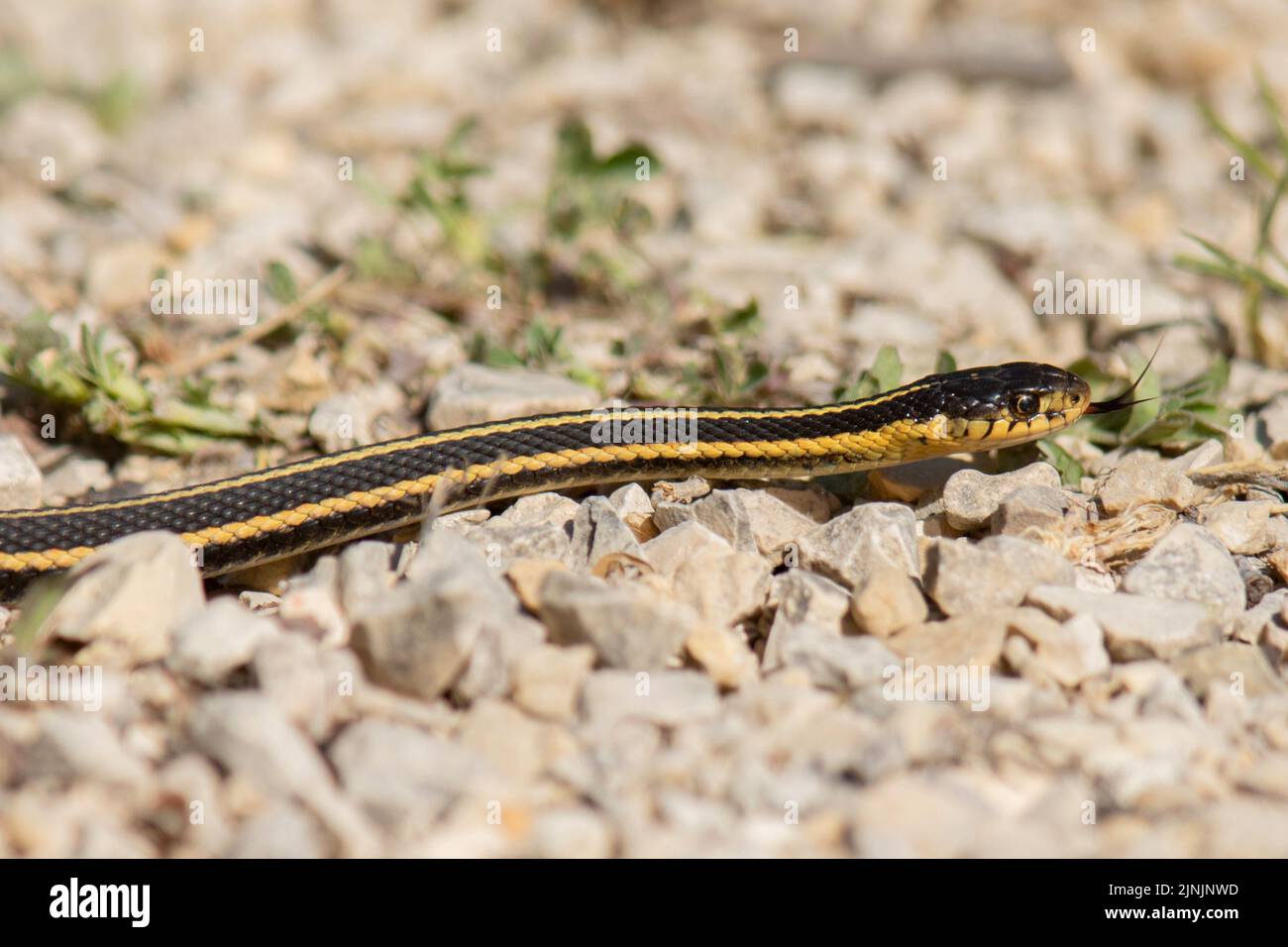 Red sided garter snake (Thamnophis sirtalis parietalis, Thamnophis ...