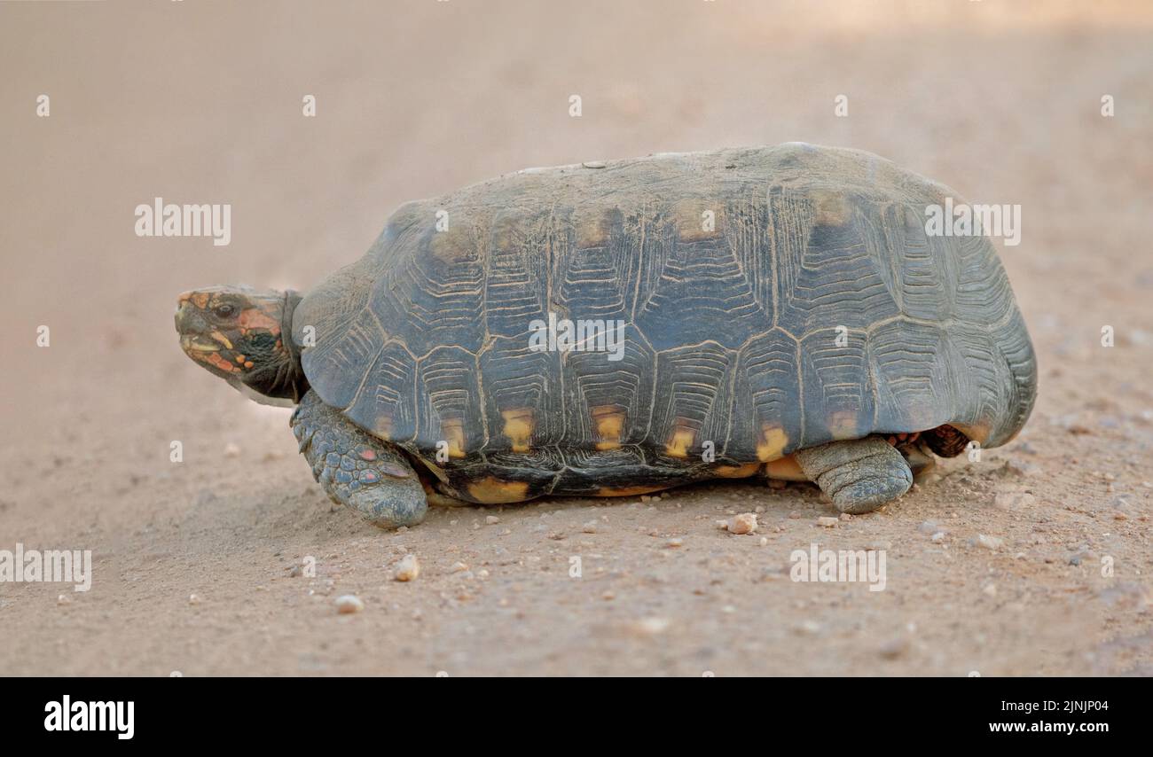 Red-footed tortoise, South American red-footed tortoise, Coal tortoise ...