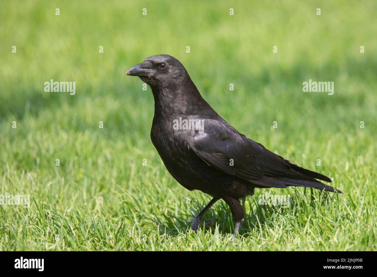 Provincial bird of manitoba hi-res stock photography and images - Alamy