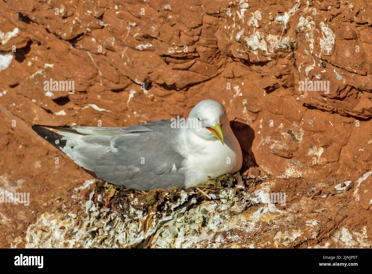 black-legged kittiwake (Rissa tridactyla, Larus tridactyla), breeding ...