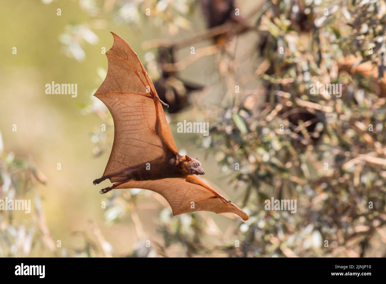 black fruit bat, black flying fox (Pteropus alecto), in flight ...