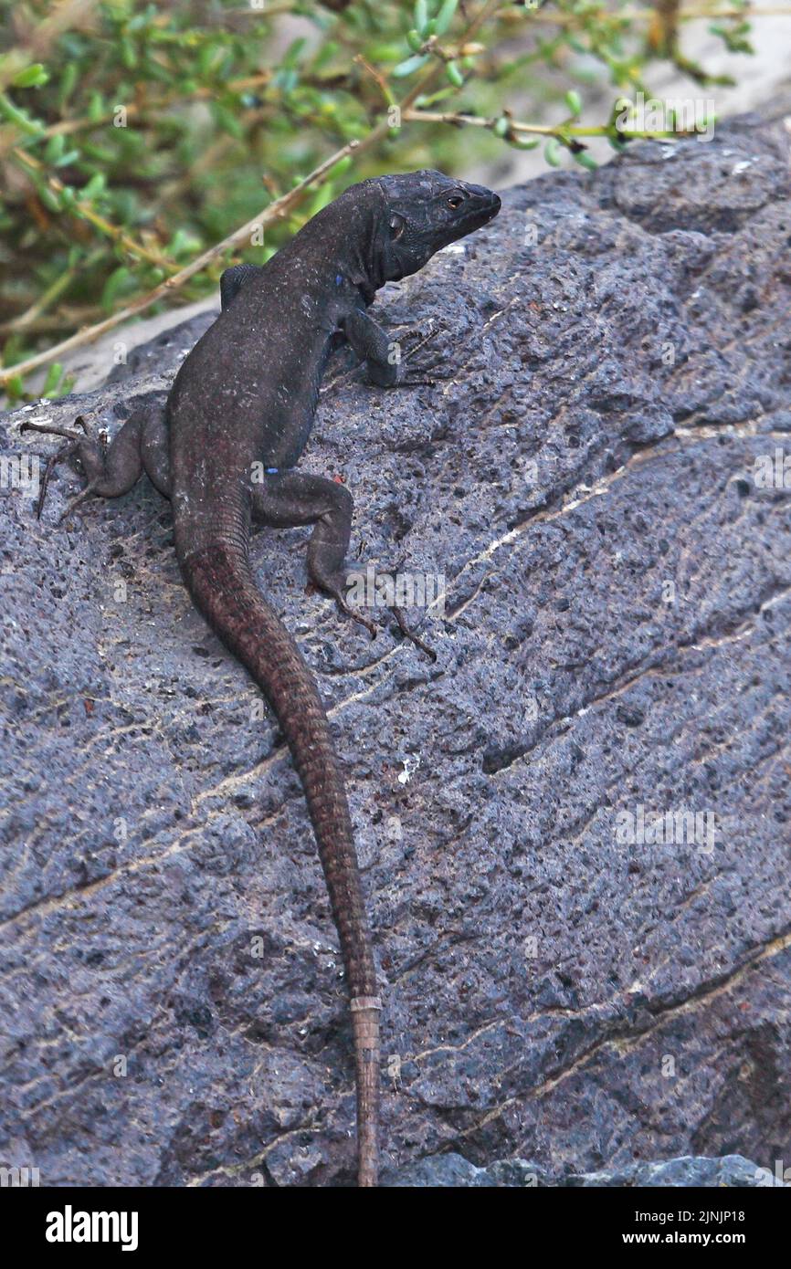 Gomeras Boettger's lizard (Gallotia caesaris gomerae, Gallotia gomerae ...