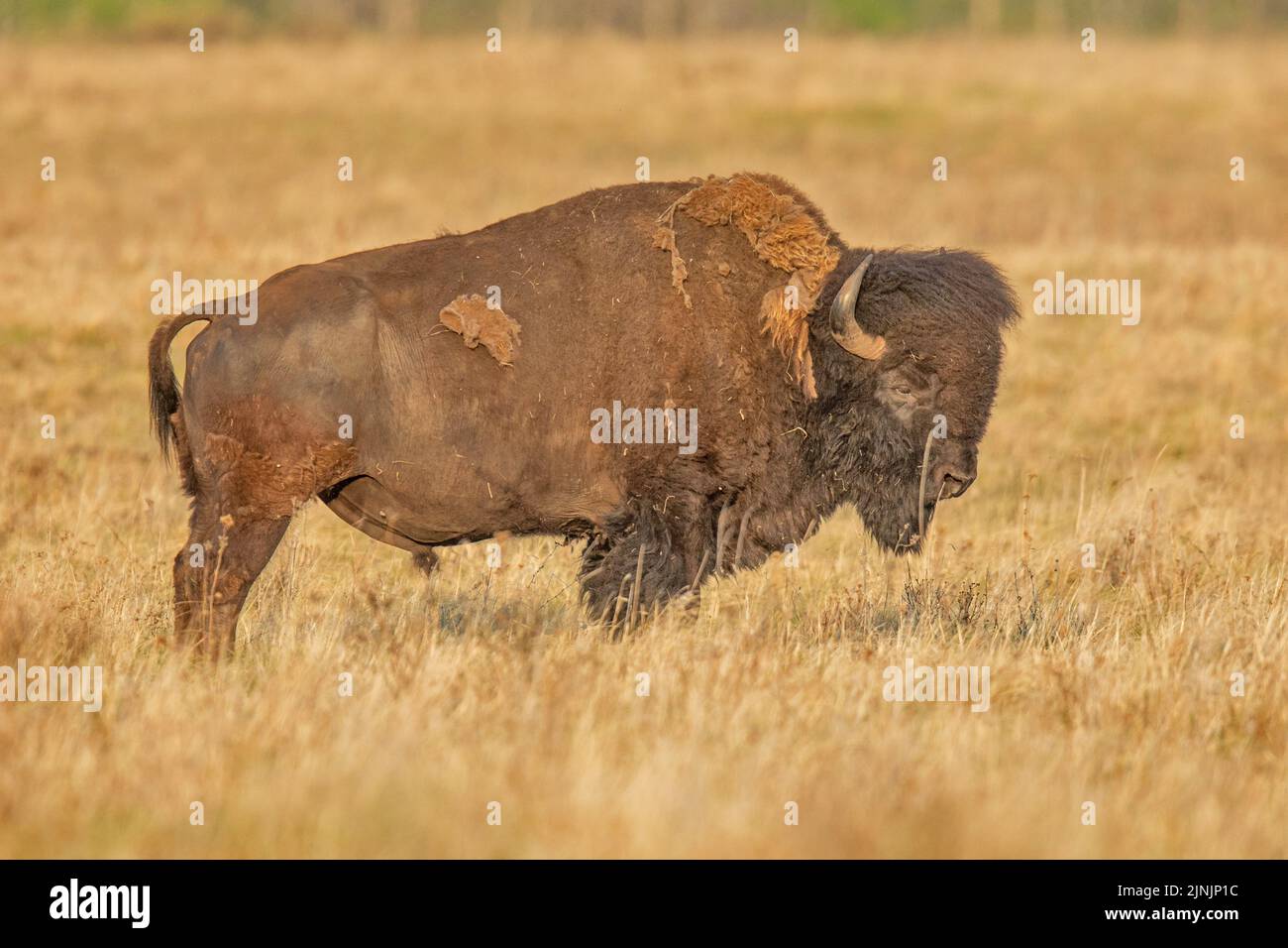 American bison, buffalo (Bison bison), bull standing on dried grass ...