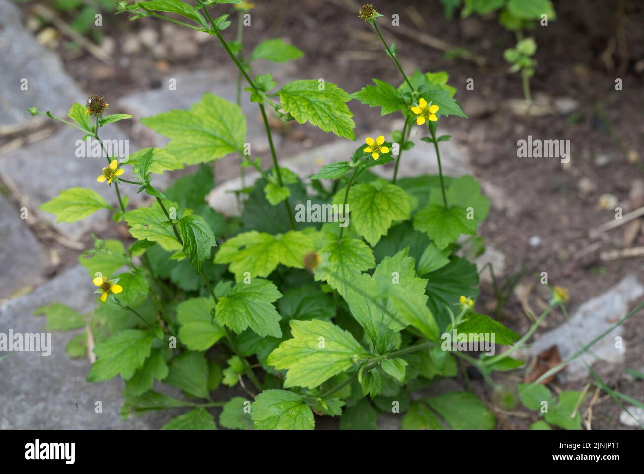 common avens, wood avens, clover-root (Geum urbanum), grows in paving ...