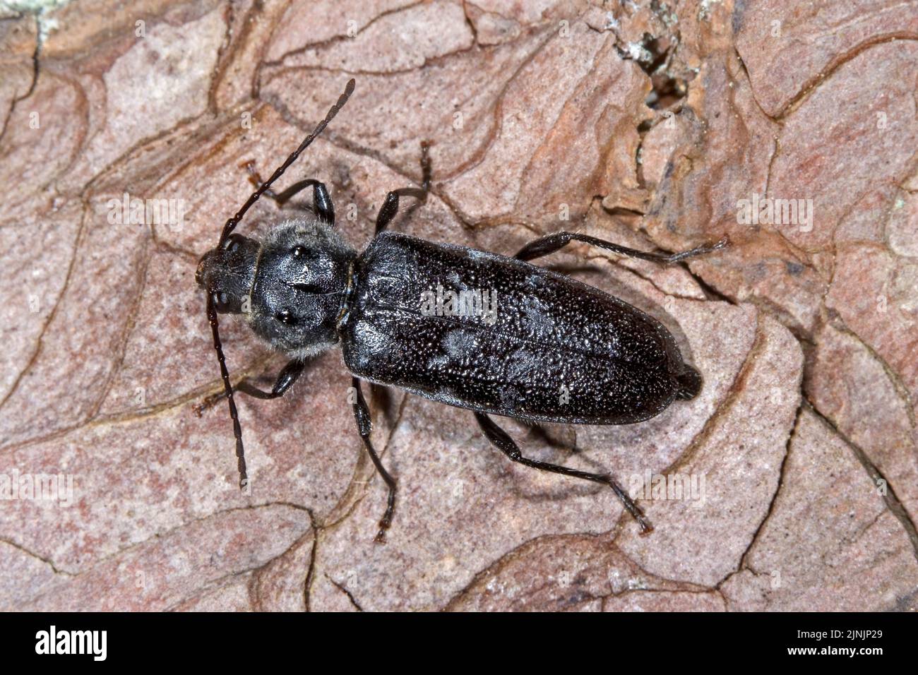 Old-house borer, Old house borer, House longhorn beetle, European House ...