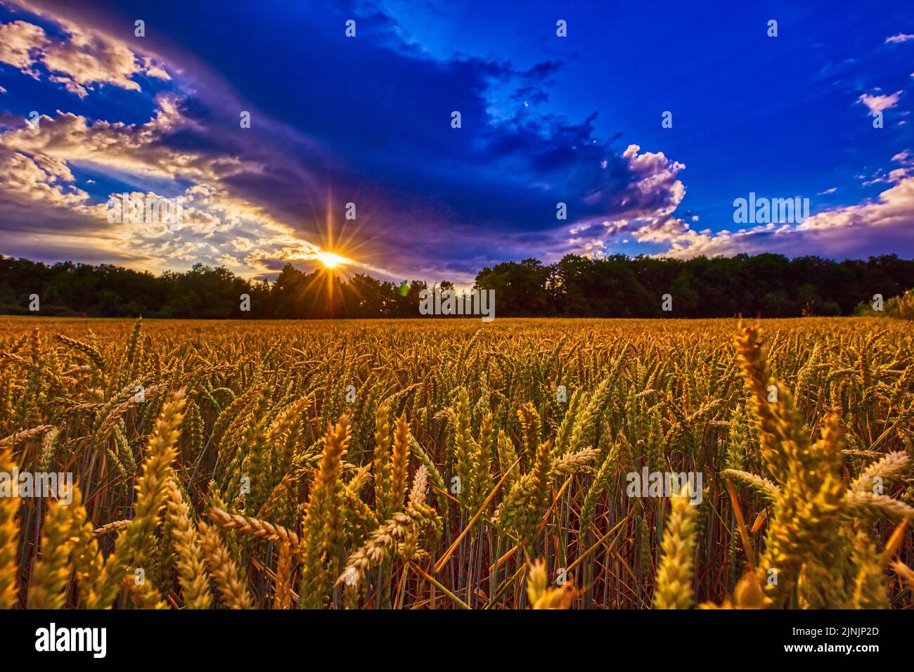 bread wheat, cultivated wheat (Triticum aestivum), wheat field in ...