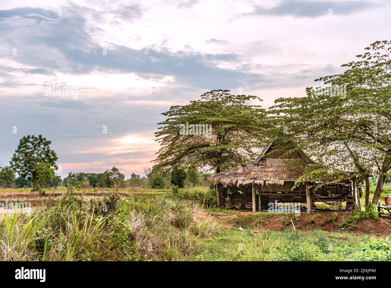 dawn at farmland at the Khorat Plateau, Thailand, Korat Region Stock ...