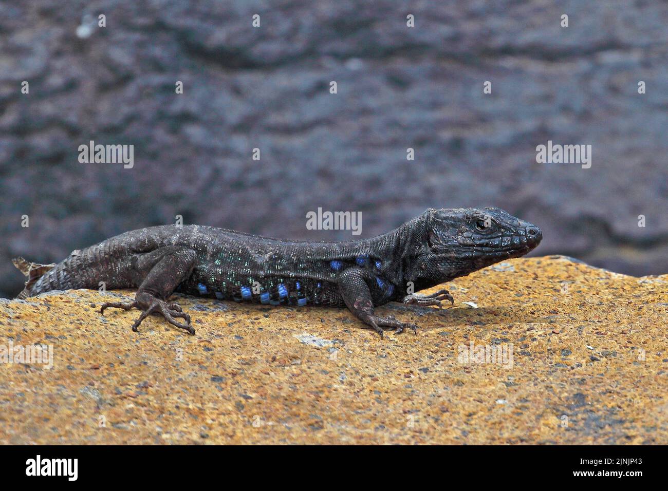 Gomeras boettgers lizard hi-res stock photography and images - Alamy