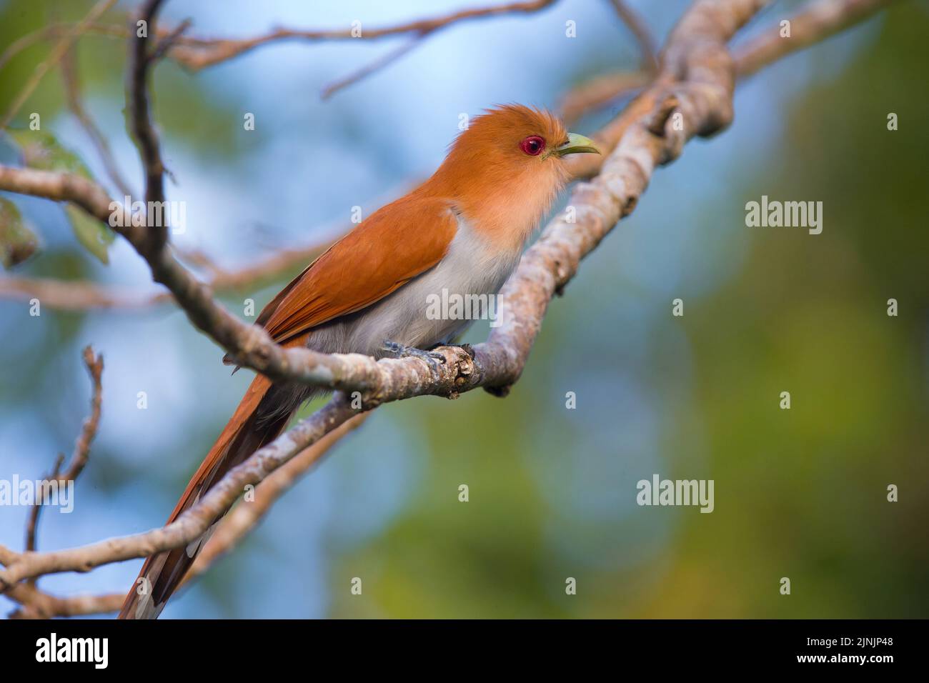 squirrel cuckoo (Piaya cayana), perching on a branch, side view, Brazil ...