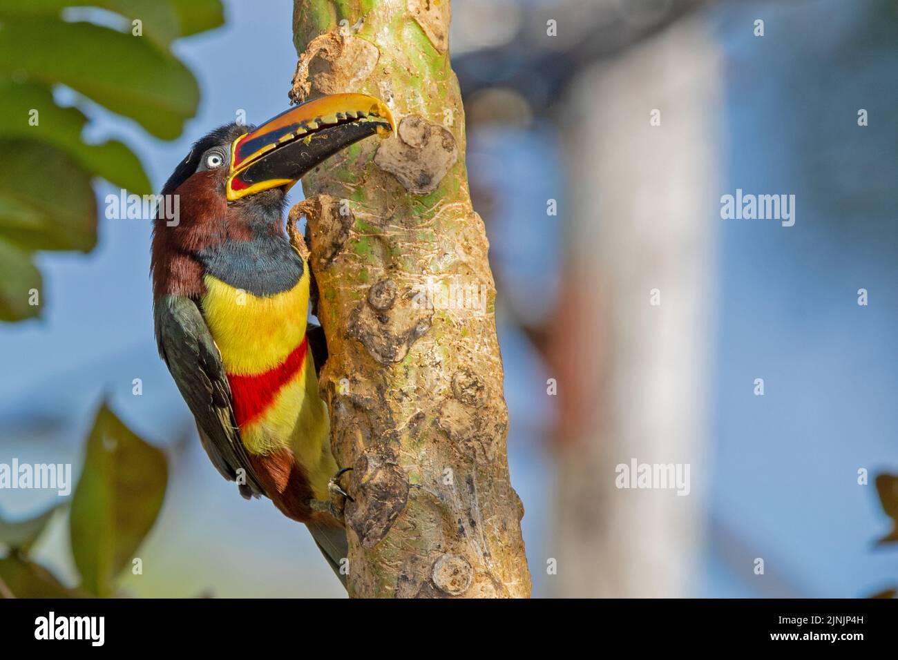 chestnut-eared aracari (Pteroglossus castanotis), sitting at a trunk ...