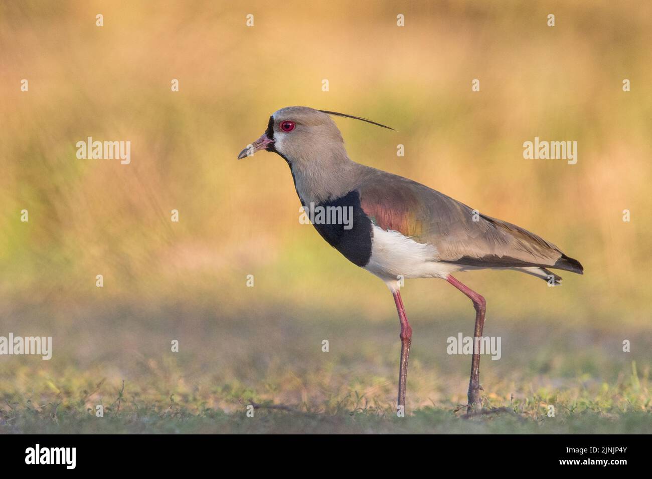 southern lapwing (Vanellus chilensis), stands in a meadow, Brazil ...