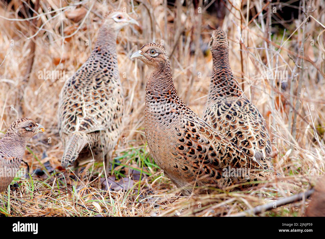 Common pheasant, Caucasus Pheasant, Caucasian Pheasant (Phasianus ...