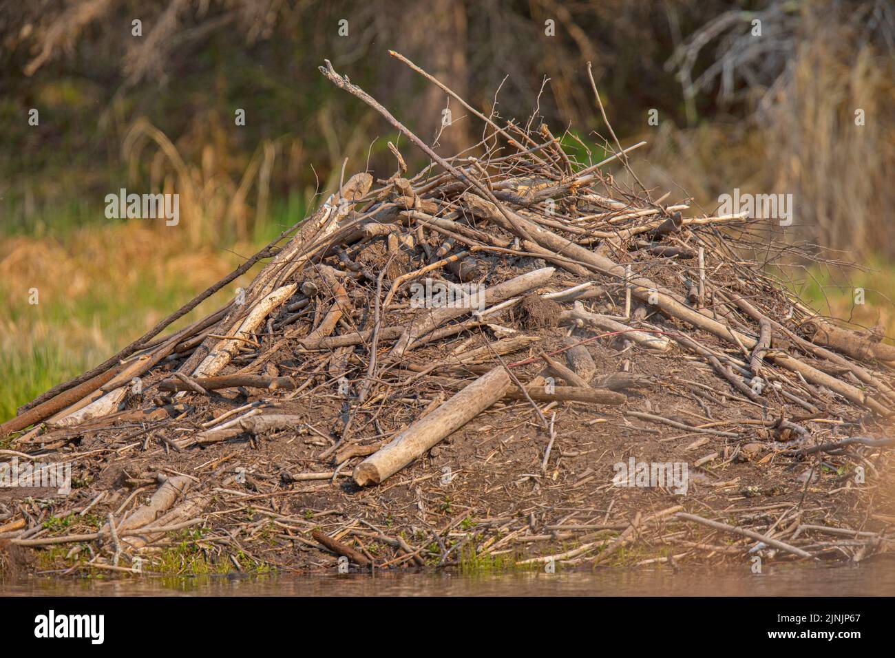 North American beaver, Canadian beaver (Castor canadensis), beaver ...