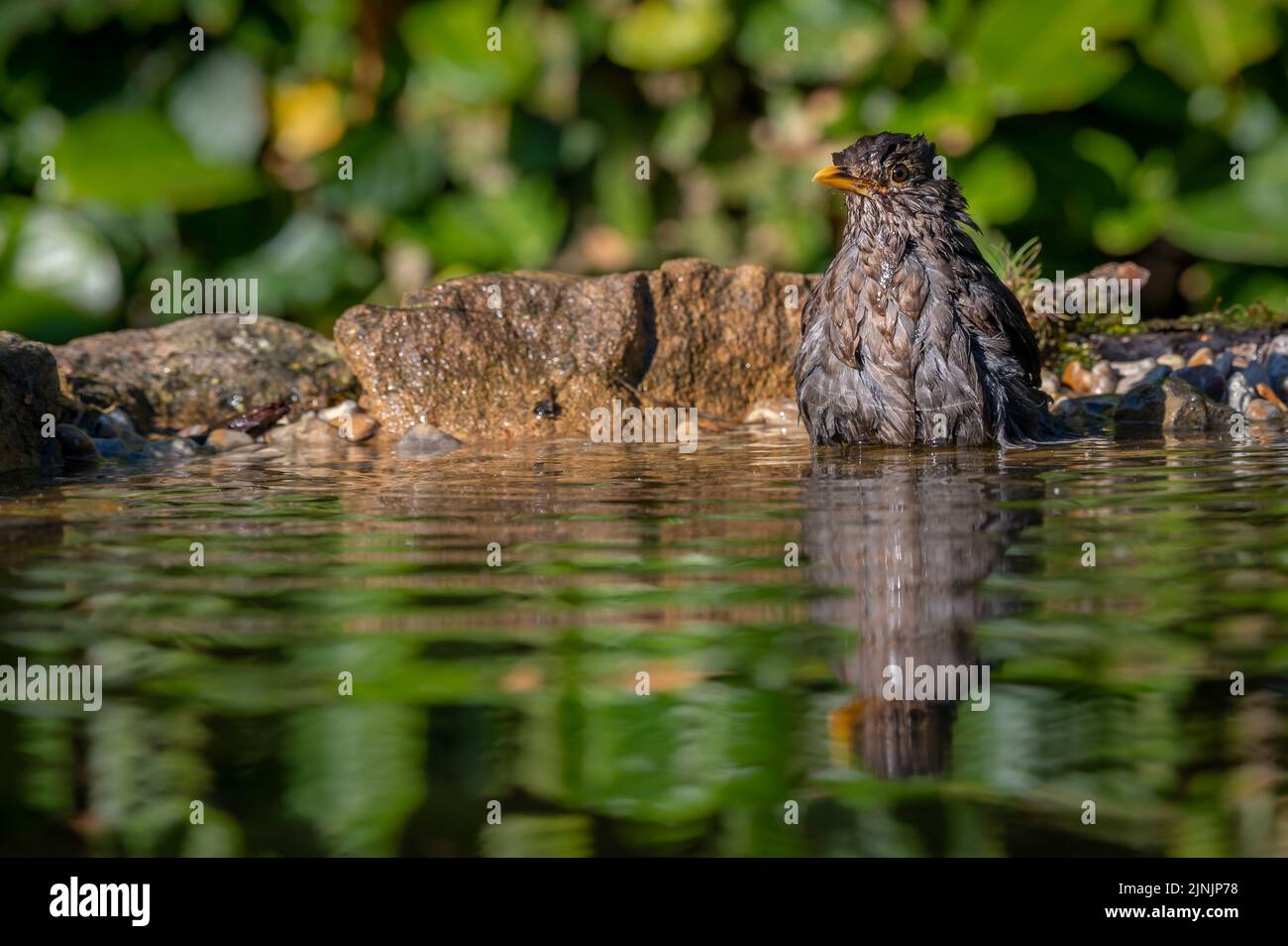Black Bird fledgling juvenile in water having a bath and splashing ...