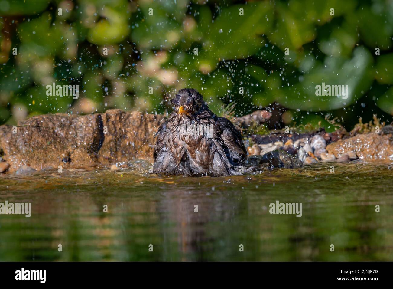 Female fledgling juvenile black bird in water having a bath and ...