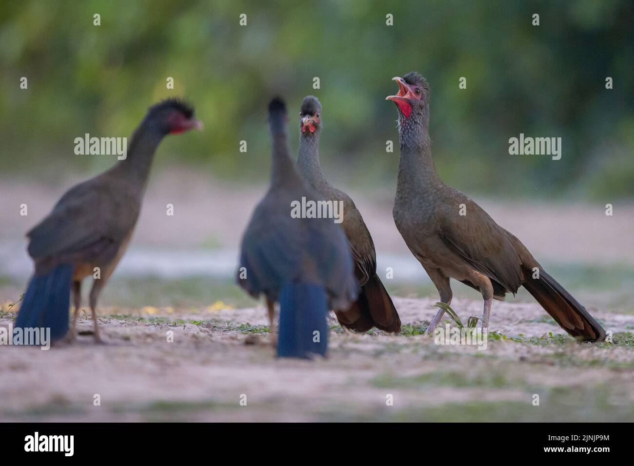 chaco chachalaca (Ortalis canicollis pantanalensis), clucking troop ...