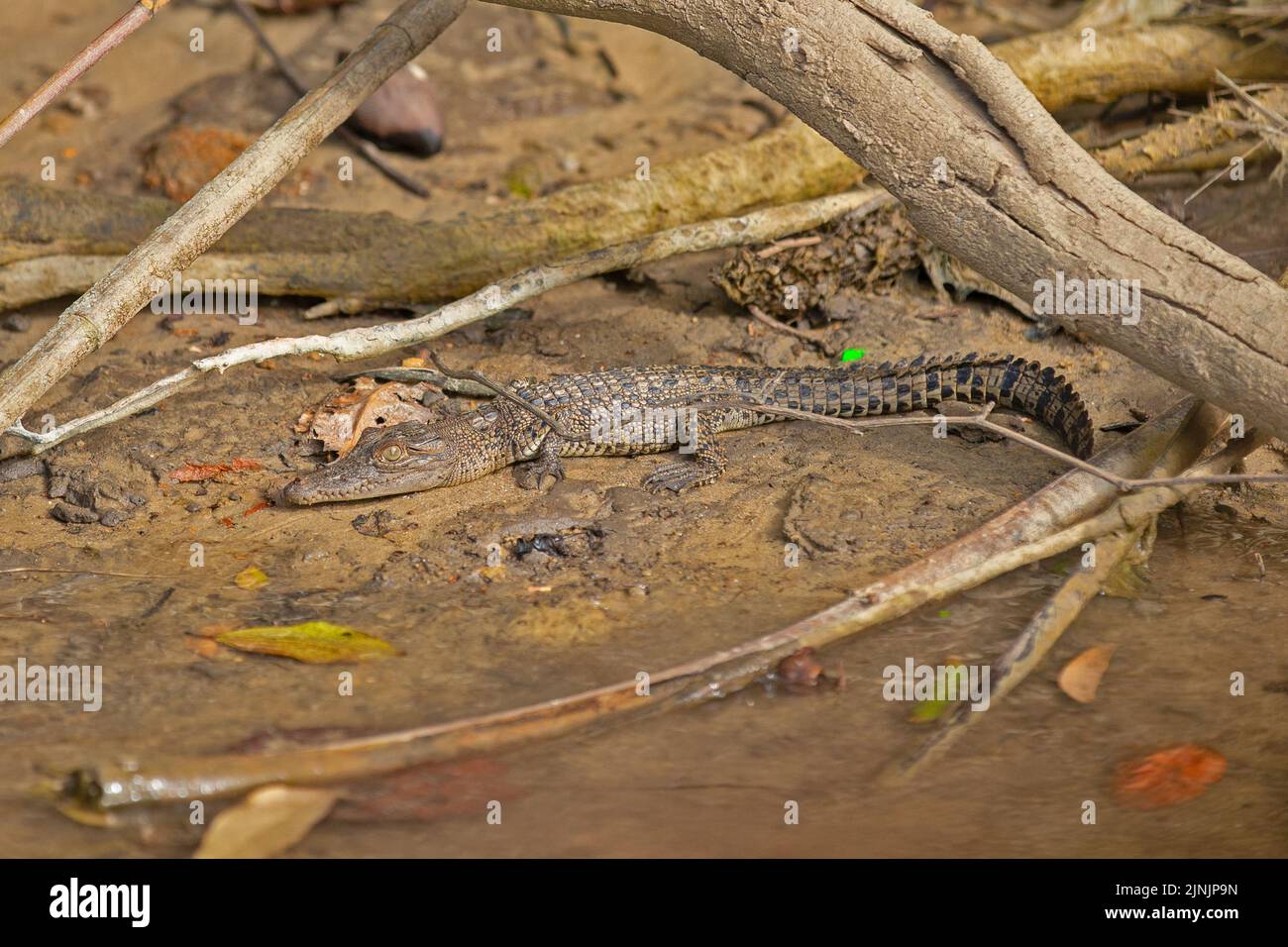 saltwater crocodile, estuarine crocodile (Crocodylus porosus), juvenile on shore, Australia ...