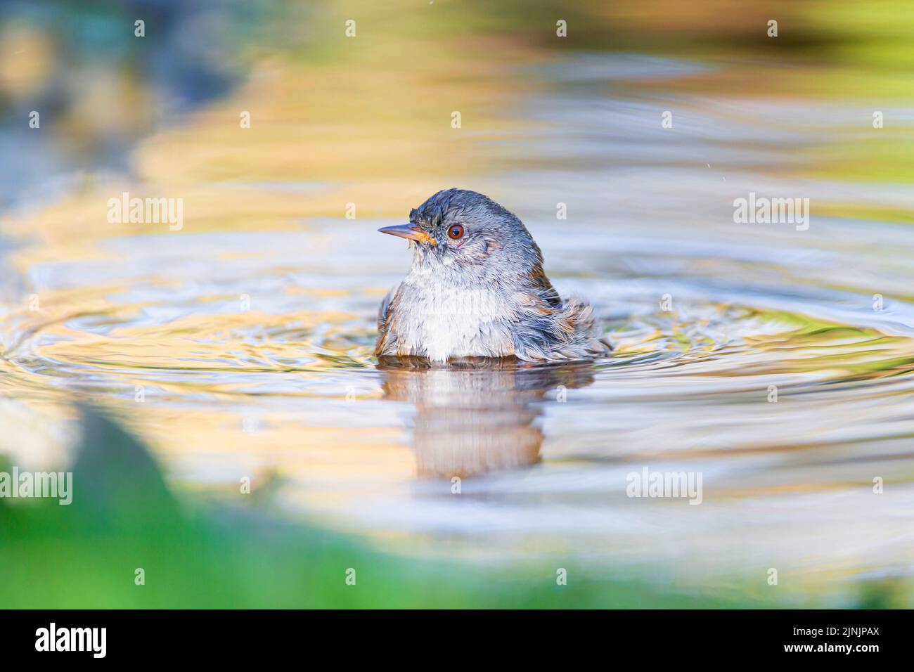 dunnock (Prunella modularis), bathing, Germany, Bavaria Stock Photo - Alamy
