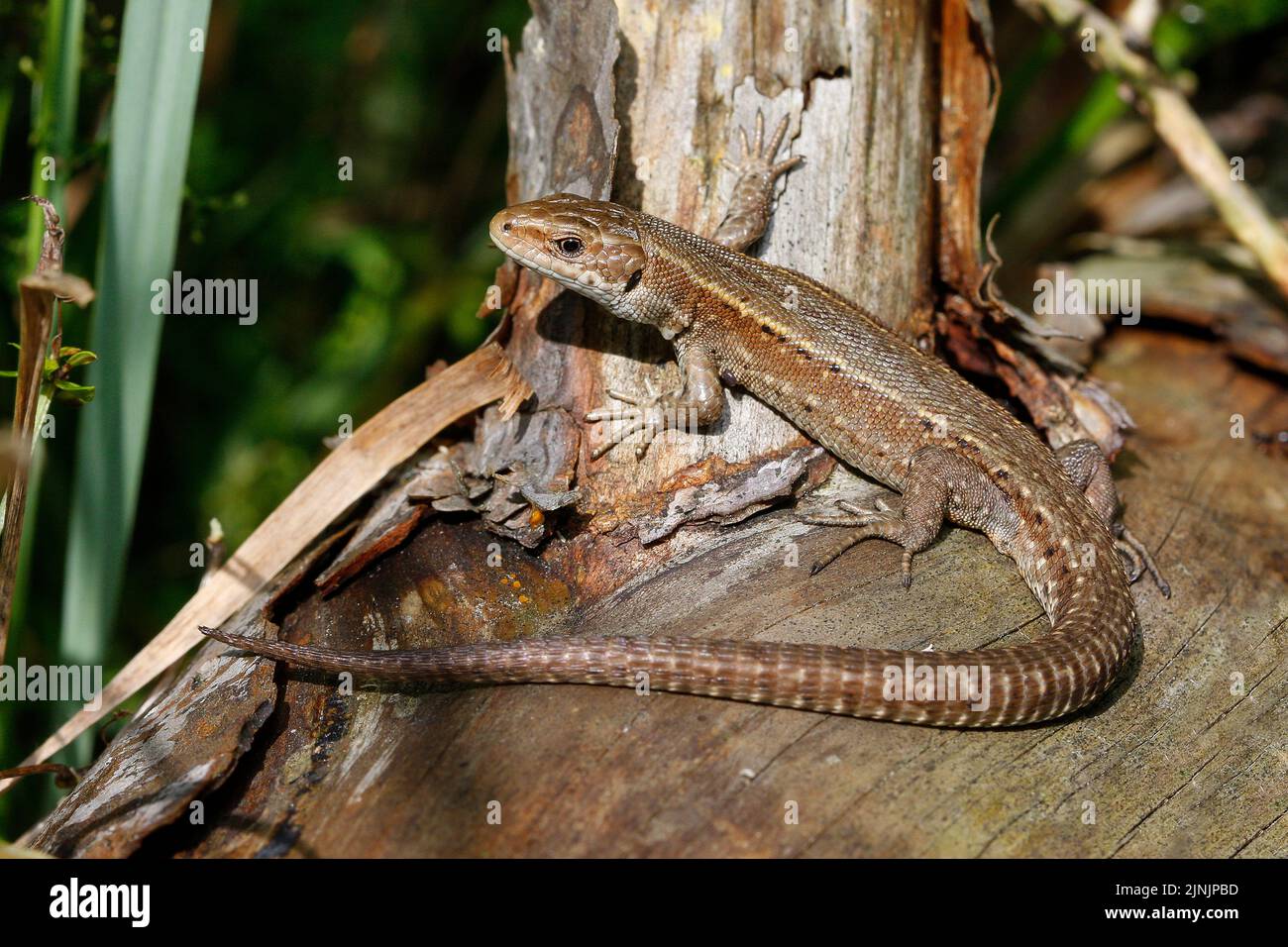 viviparous lizard, European common lizard (Lacerta vivipara, Zootoca ...