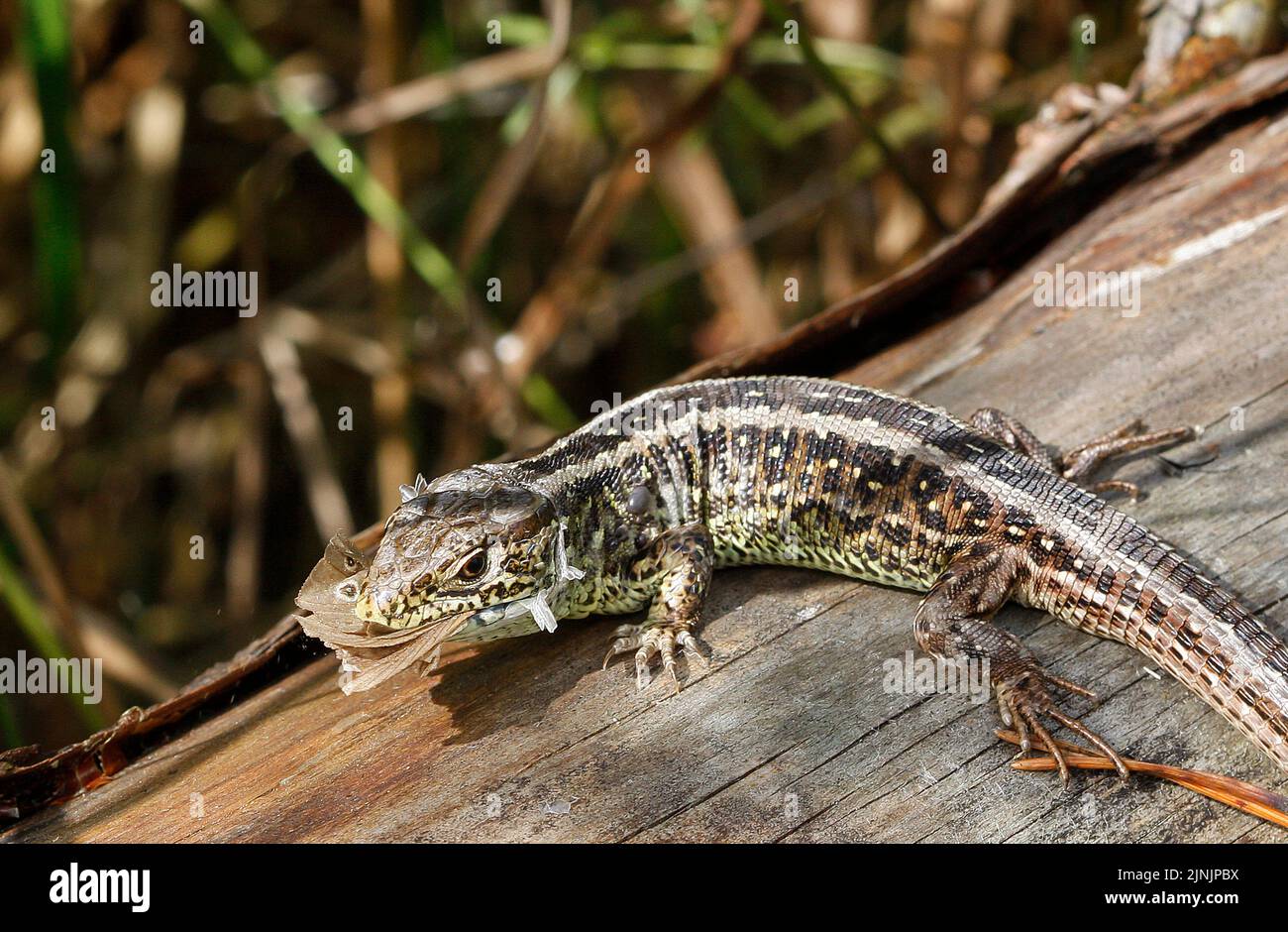 sand lizard (Lacerta agilis), with caught butterfly, Germany Stock ...