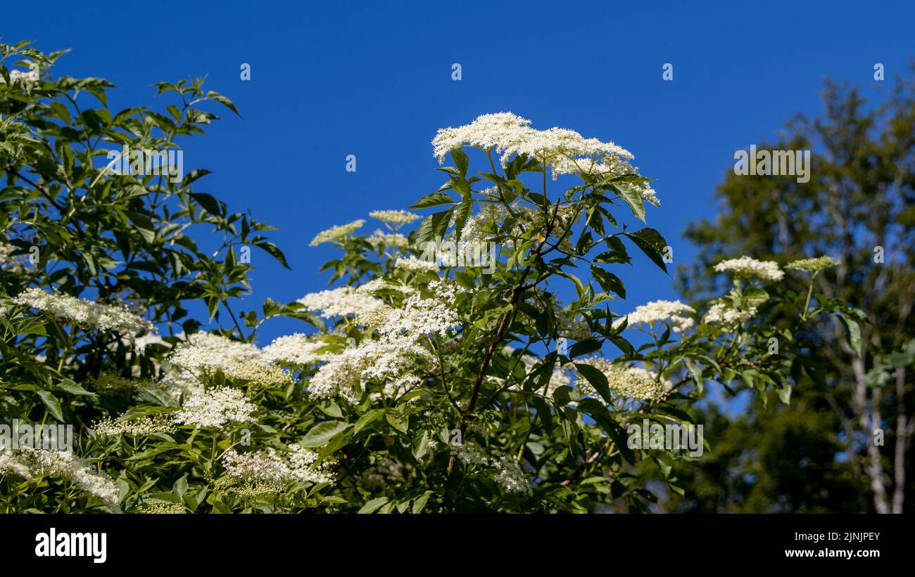 Elder trees stand with white flowers in the sun Stock Photo - Alamy
