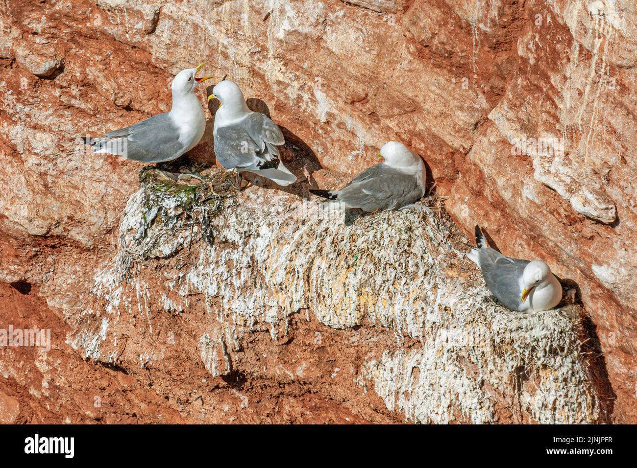 black-legged kittiwake (Rissa tridactyla, Larus tridactyla), breeding ...